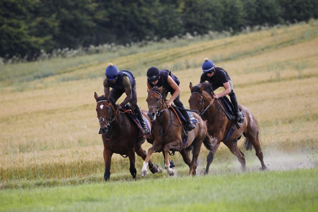 Gallops | Alan King Racing – Dual-purpose Racehorse Trainer