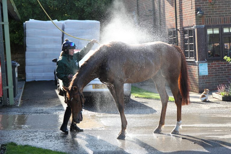 Stable Tours | Alan King Racing – Dual-purpose Racehorse Trainer