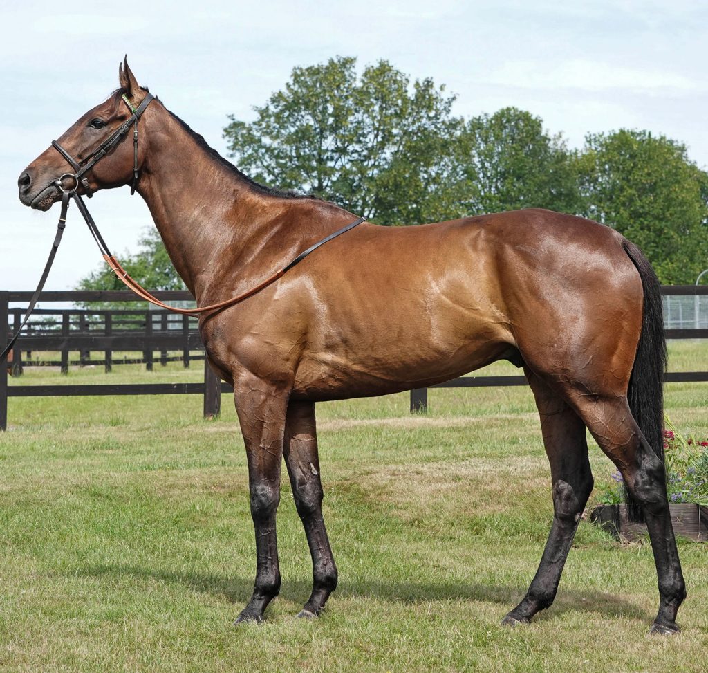 Racing Club | Alan King Racing – Dual-purpose Racehorse Trainer