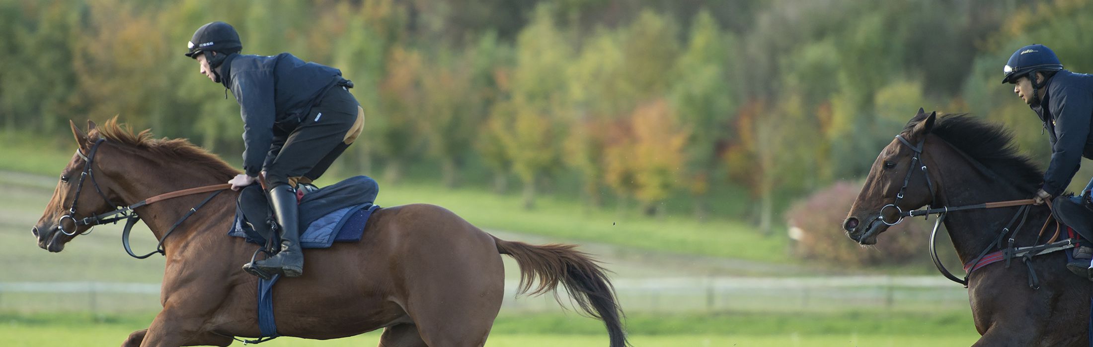 Alan King | Alan King Racing – Dual-purpose Racehorse Trainer